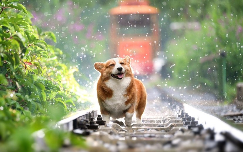 It’s Not Easy Being a Tang Dynasty Dog! | Du Chinese