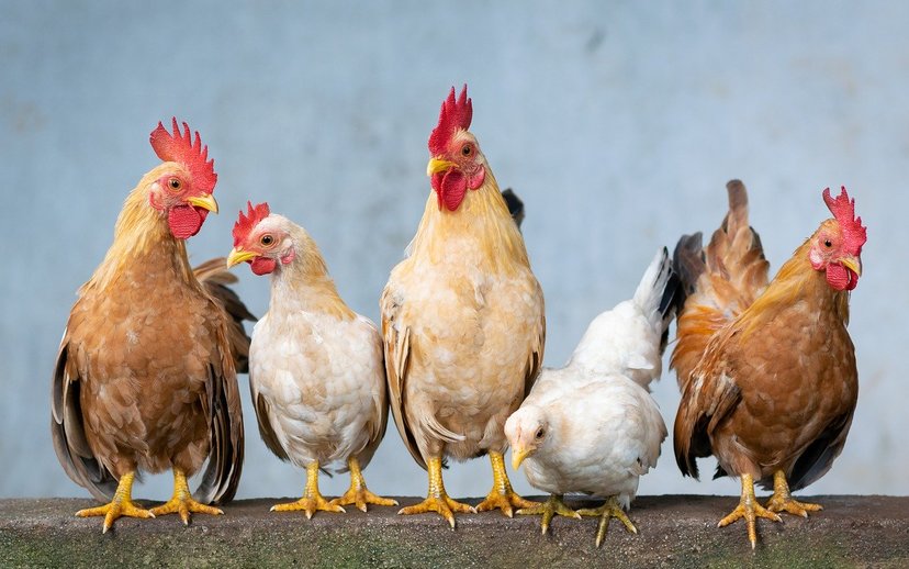 Do Hens Rest? | Du Chinese